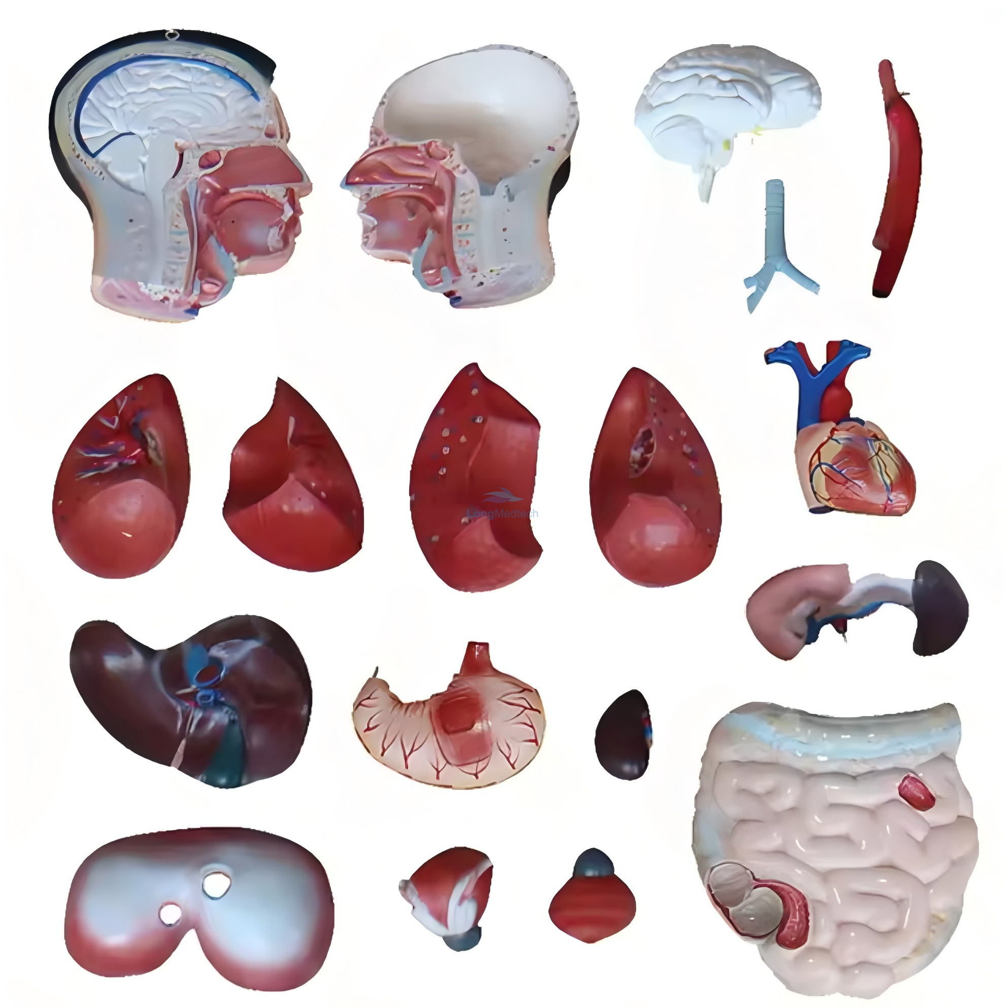 LZN-201 Modelo anatómico de torso masculino de 85 cm y 19 partes ...